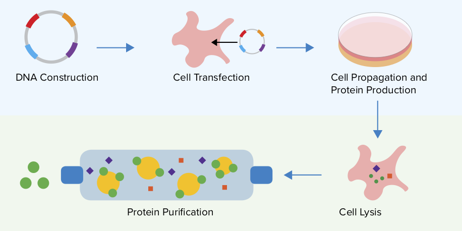 Protein Expression: Tìm hiểu ứng dụng và tiềm năng phát triển tại Việt Nam